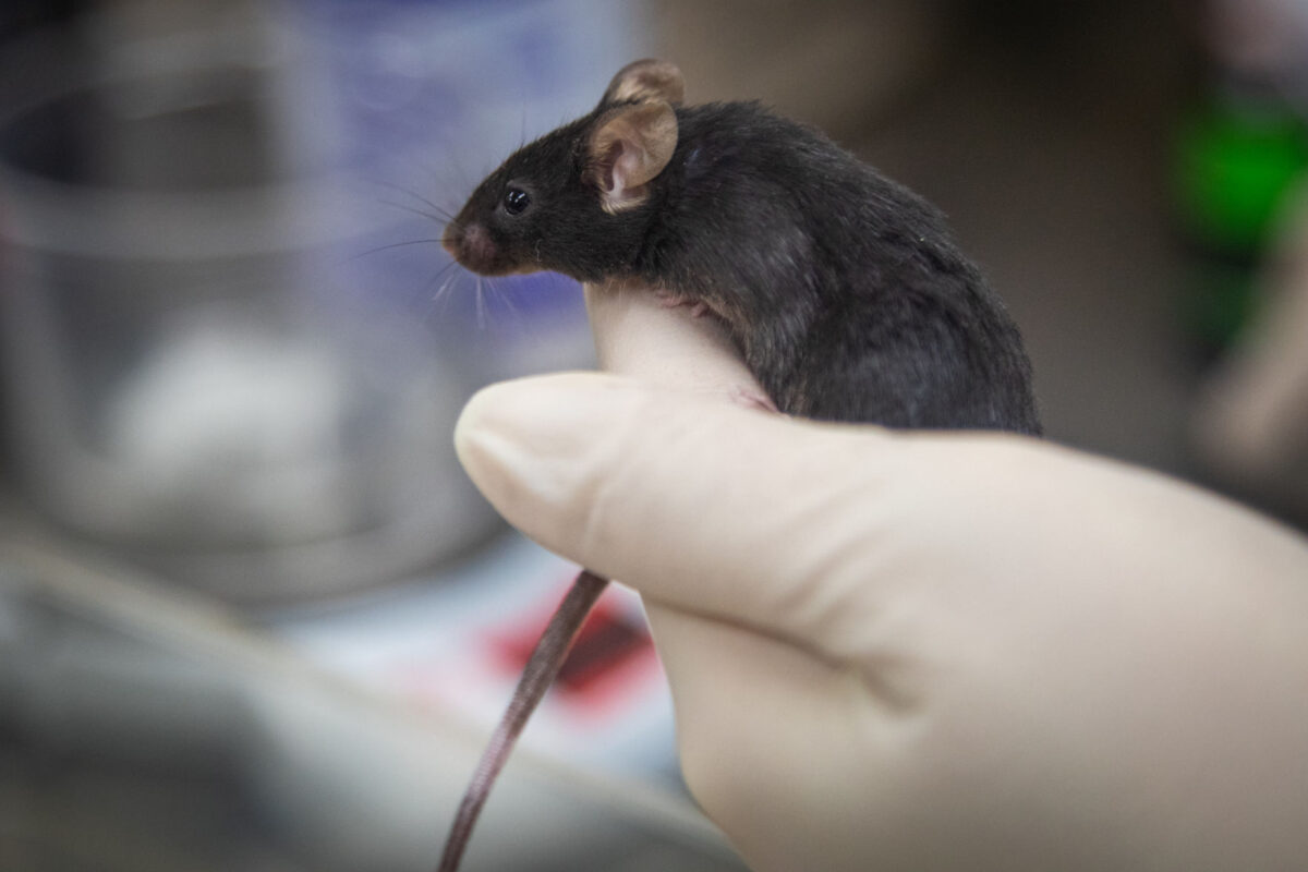 Research on mice at Weber State points to harms of vaping, even without ...